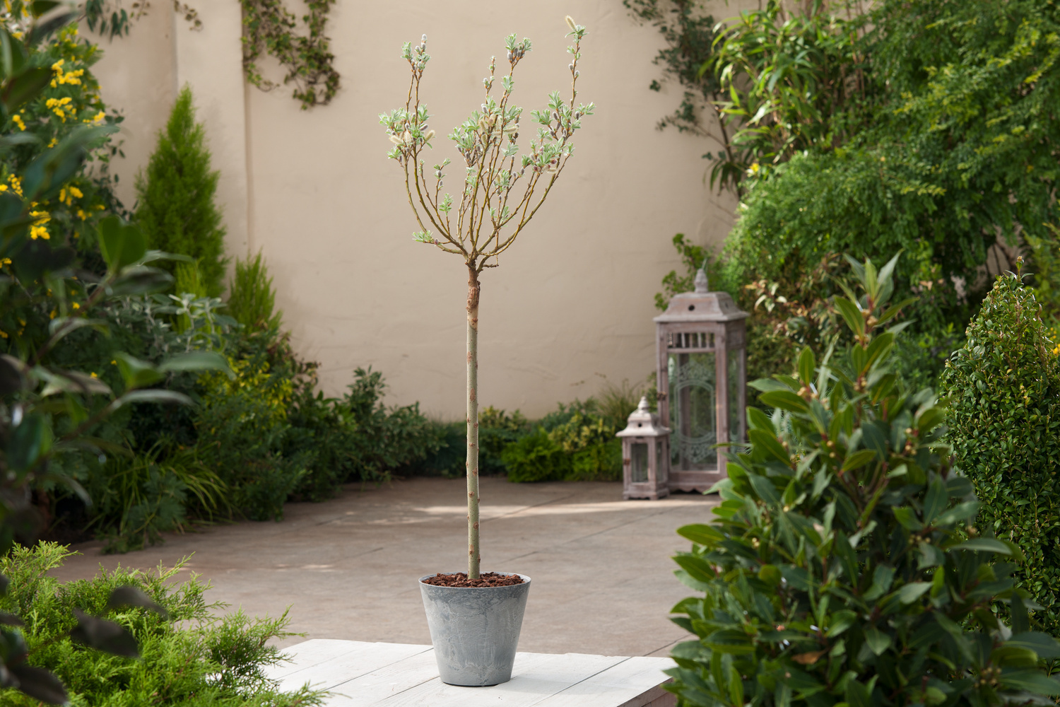 Salix Helvetica - Dwarf willow - Tree - ⌀19 cm - Height 80-90 cm ...