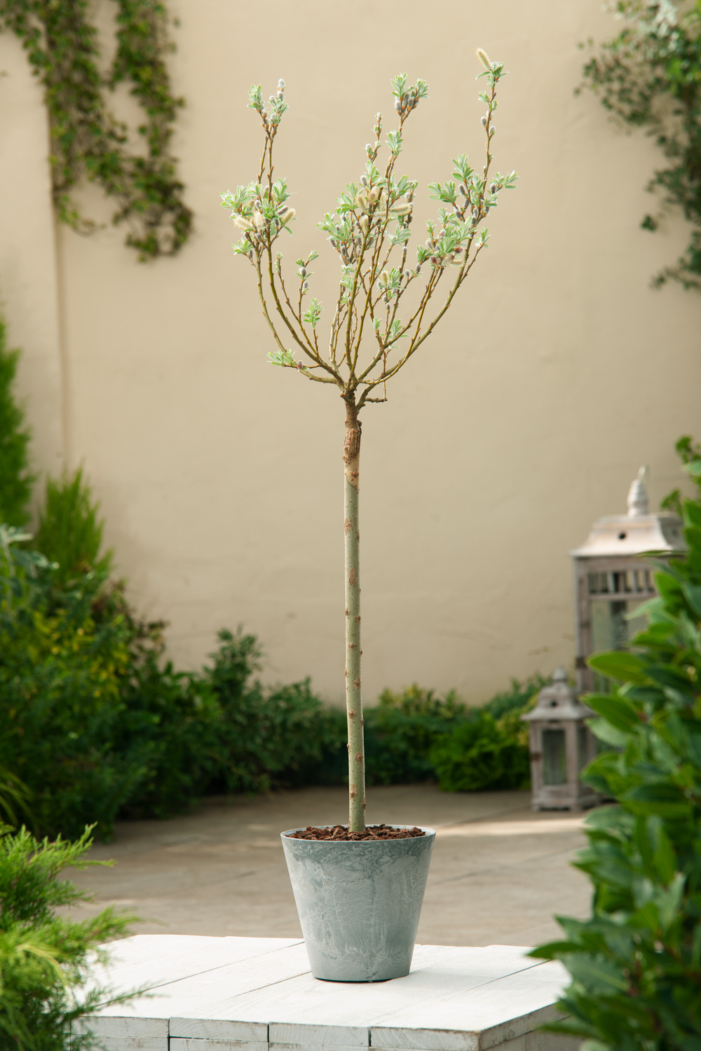 Salix Helvetica - Dwarf willow - Tree - ⌀19 cm - Height 80-90 cm ...