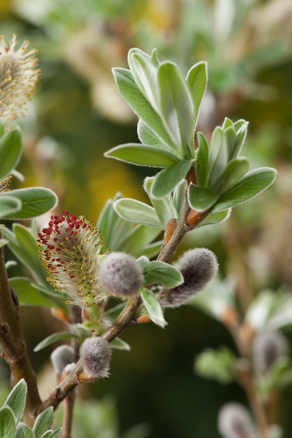Salix Helvetica - Dwarf willow - Tree - ⌀19 cm - Height 80-90 cm ...