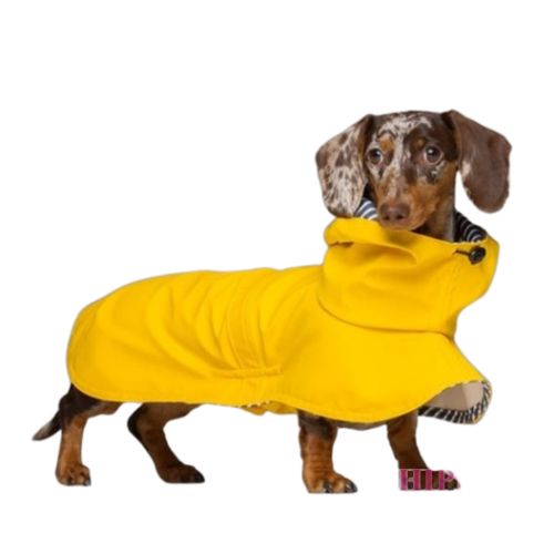 Online hondenkleding kopen - Hipdogs