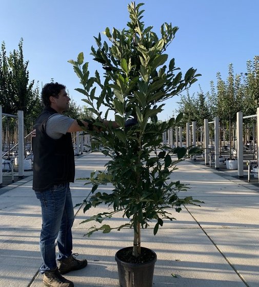 Zierbaum winterhart kaufen? Alle Zierbaum winterhart online | Mehr wie ...