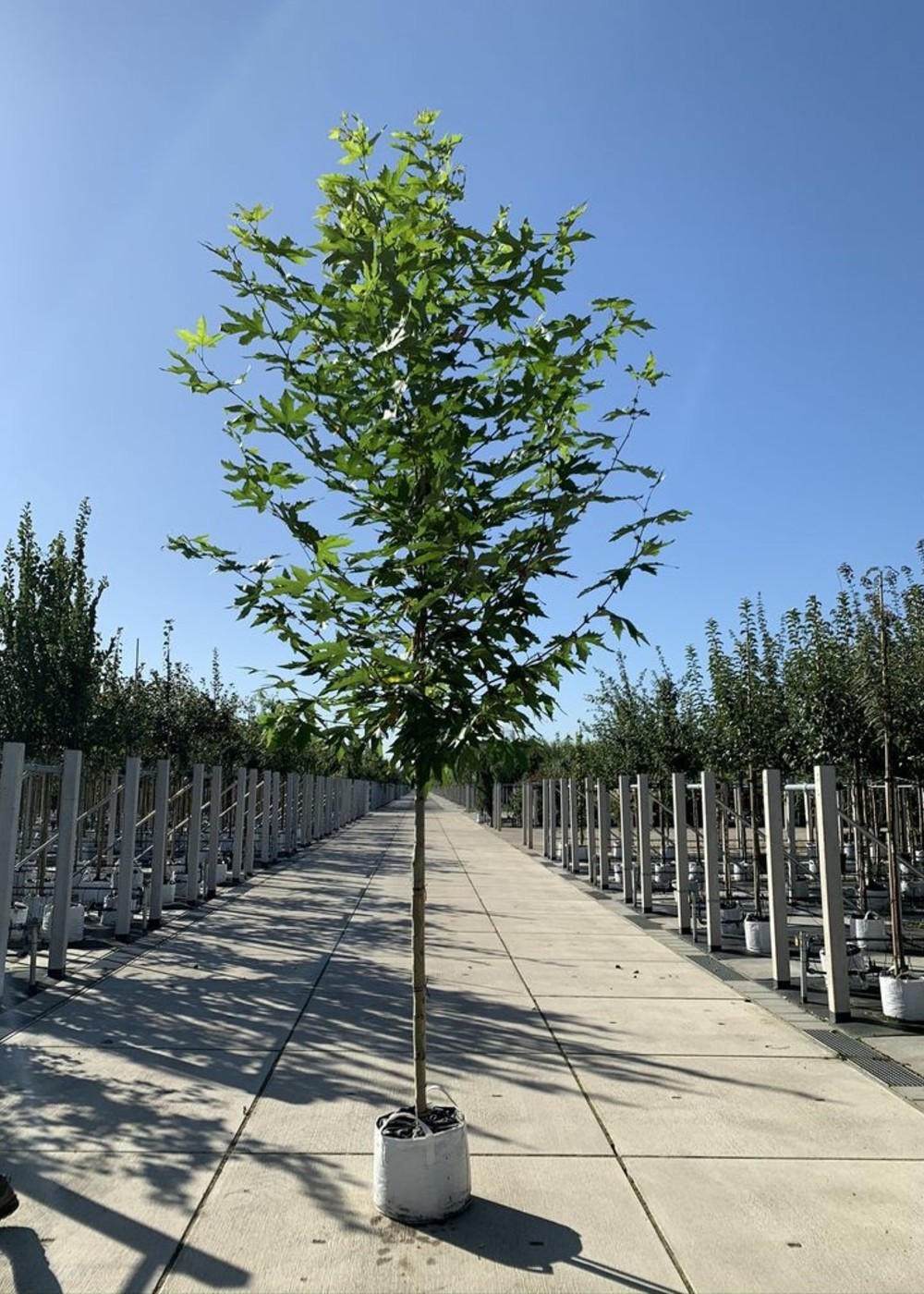 Orientalische Kugel-Platane Minaret | Platanus orientalis 'Minaret ... Orientalische Kugel-Platane Minaret | Platanus orientalis 'Minaret ...