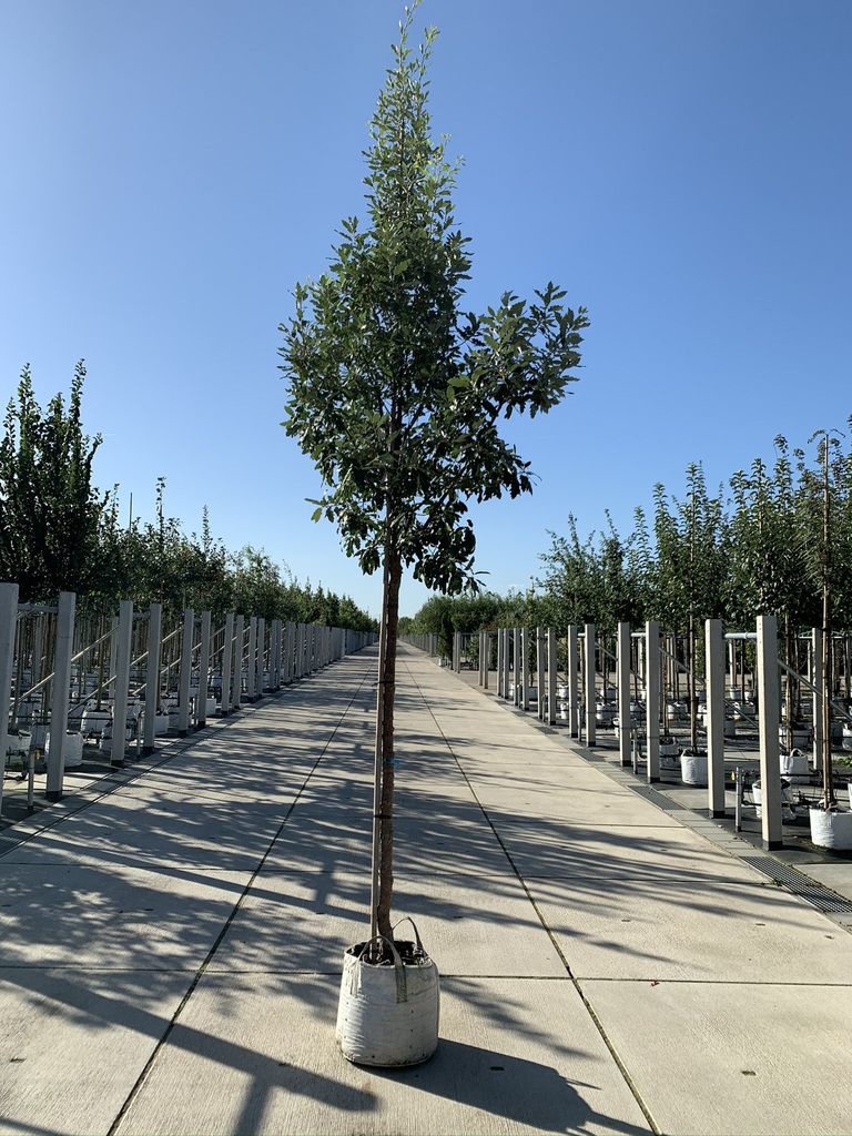 Spanische Eiche Fulhamensis kaufen? | Einfach online bestellen - Venovi