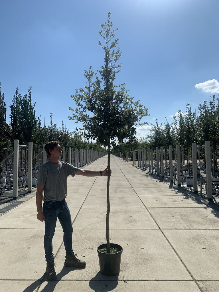 Stein-Eiche | Quercus ilex - Venovi