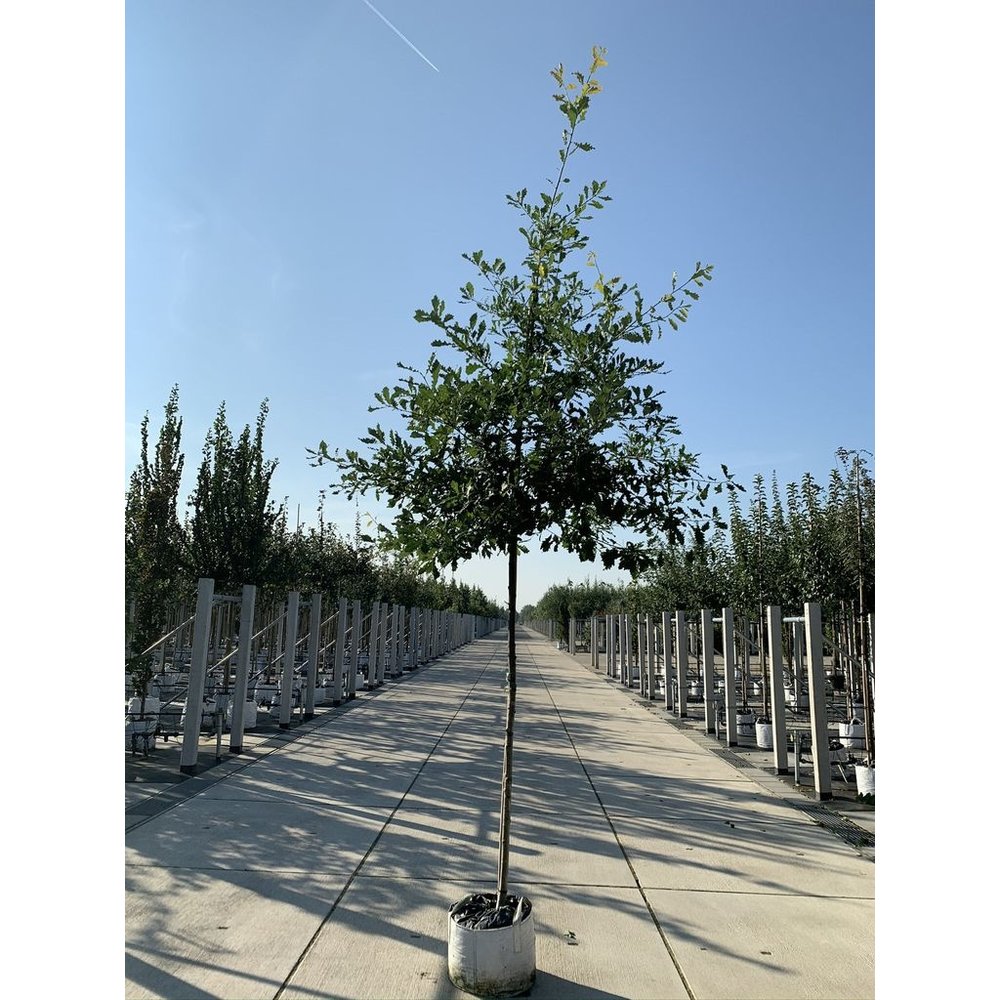 Traubeneiche kaufen? | Perfekt für jeden Garten - Venovi