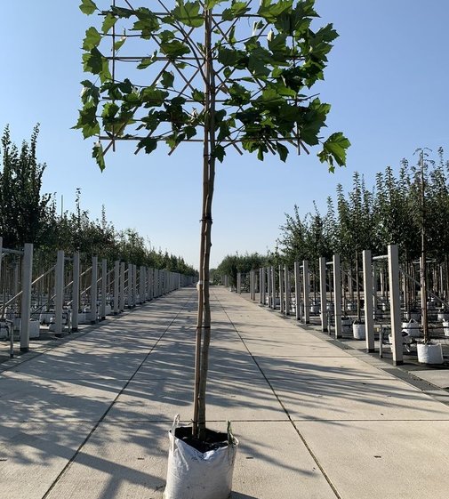 Spalierbäume kaufen? Alle Spalierbäume online | Mehr wie 160 Jahre ...