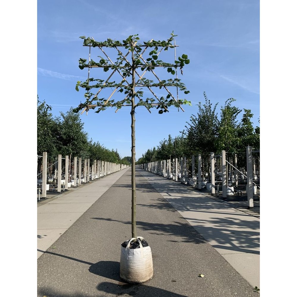 Spalier Linde | Tilia Pallida Spalierbaum - Venovi