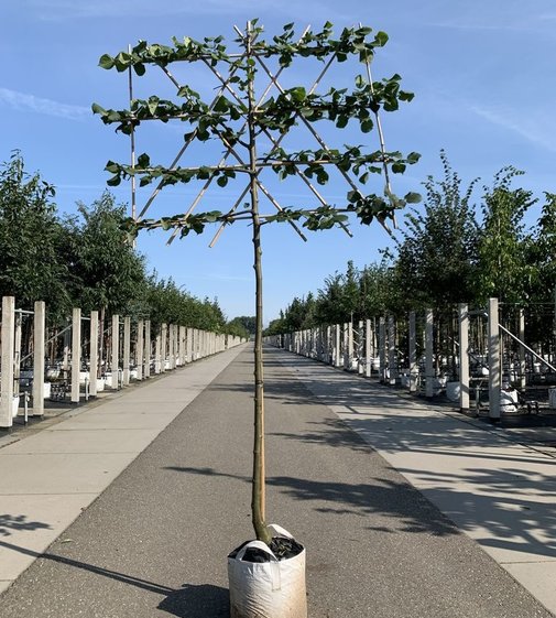 Spalier Linde kaufen? Alle Spalier Linde online | Mehr wie 160 Jahre ...