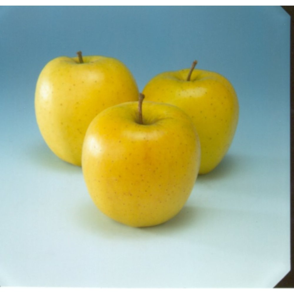 Apfelbaum Golden Delicious kaufen? | Perfekt für jeden Garten - Venovi