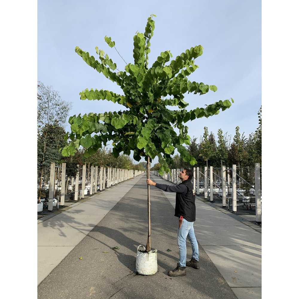 Judasbaum Royal White | Cercis canadensis Royal White - Venovi