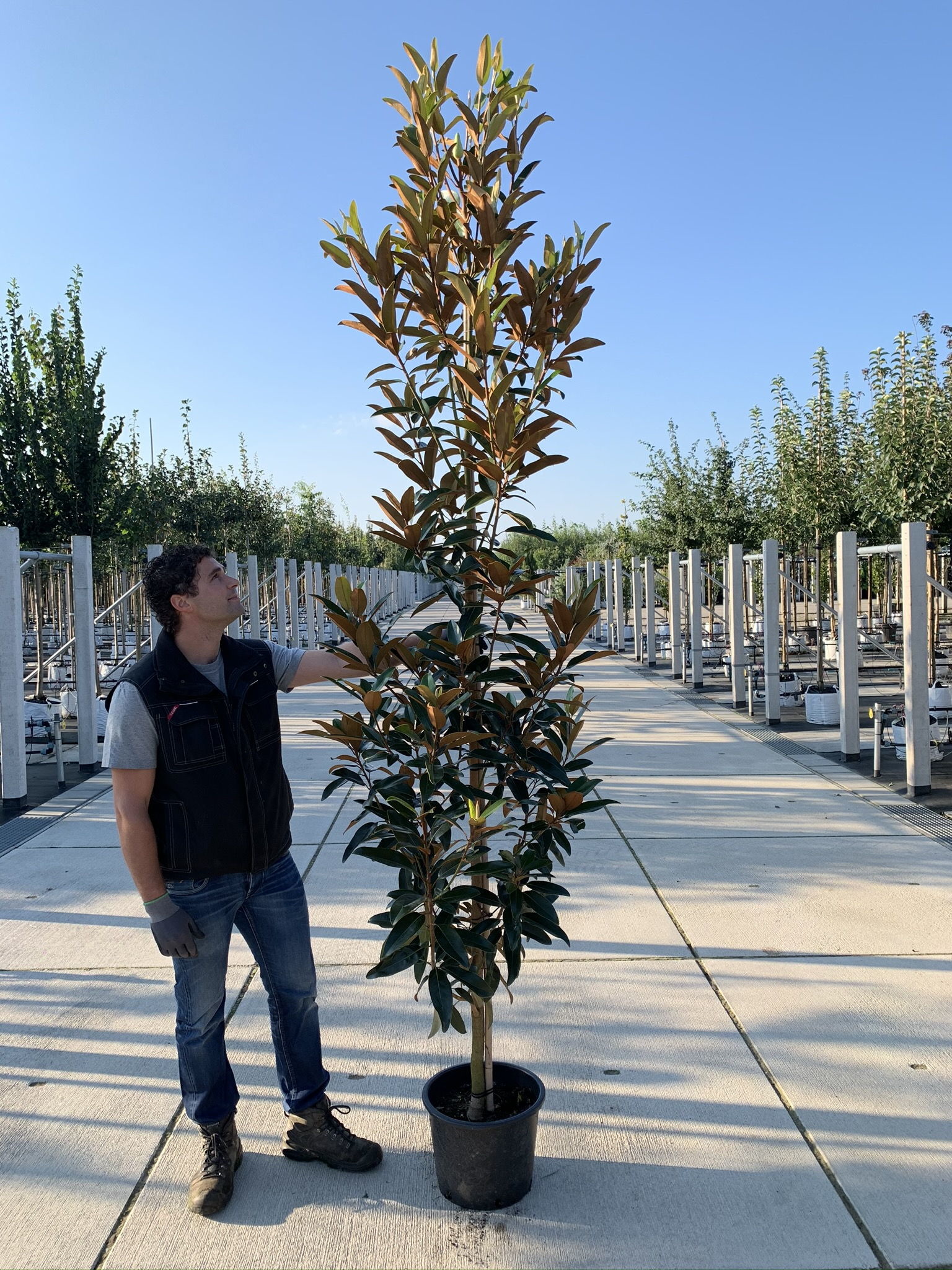Magnolie Alta | Magnolia grandiflora 'Alta' - Venovi