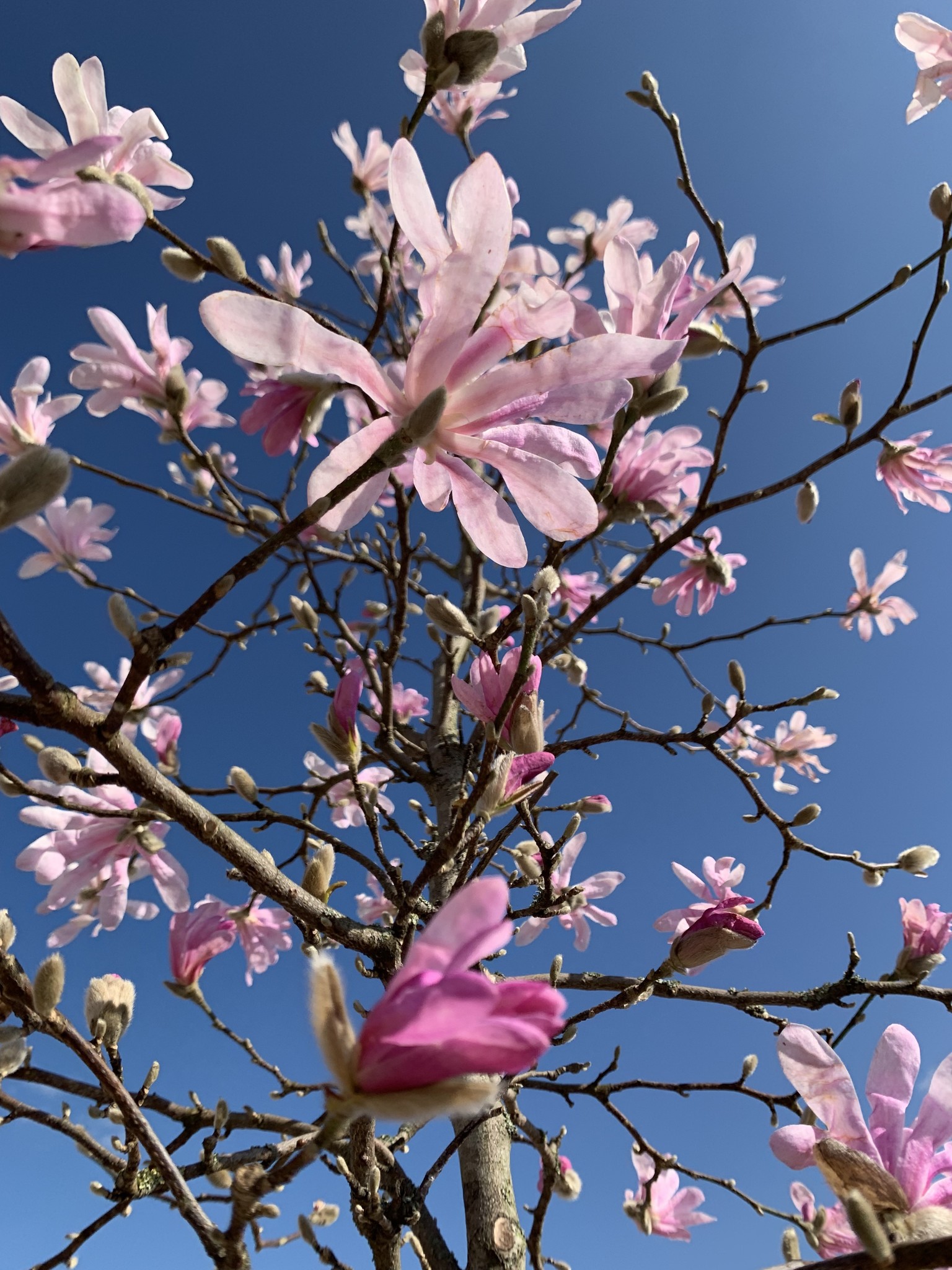 Rosa Stern-Magnolie Leonard Messel kaufen? | Perfekt für jeden Garten ...