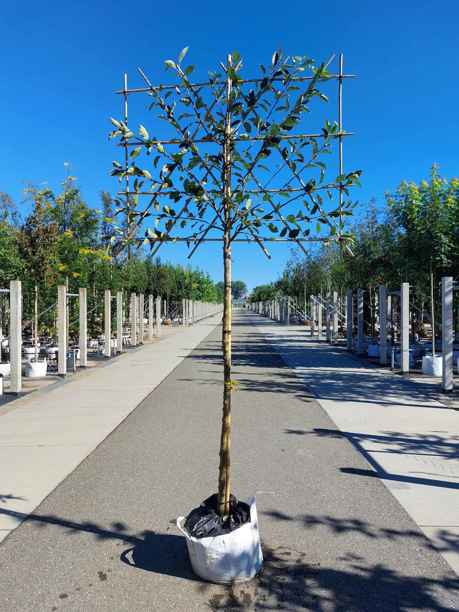 Apfel Spalierbaum Cox Orange Pippin kaufen? | Mit Wachstumsgarantie ...