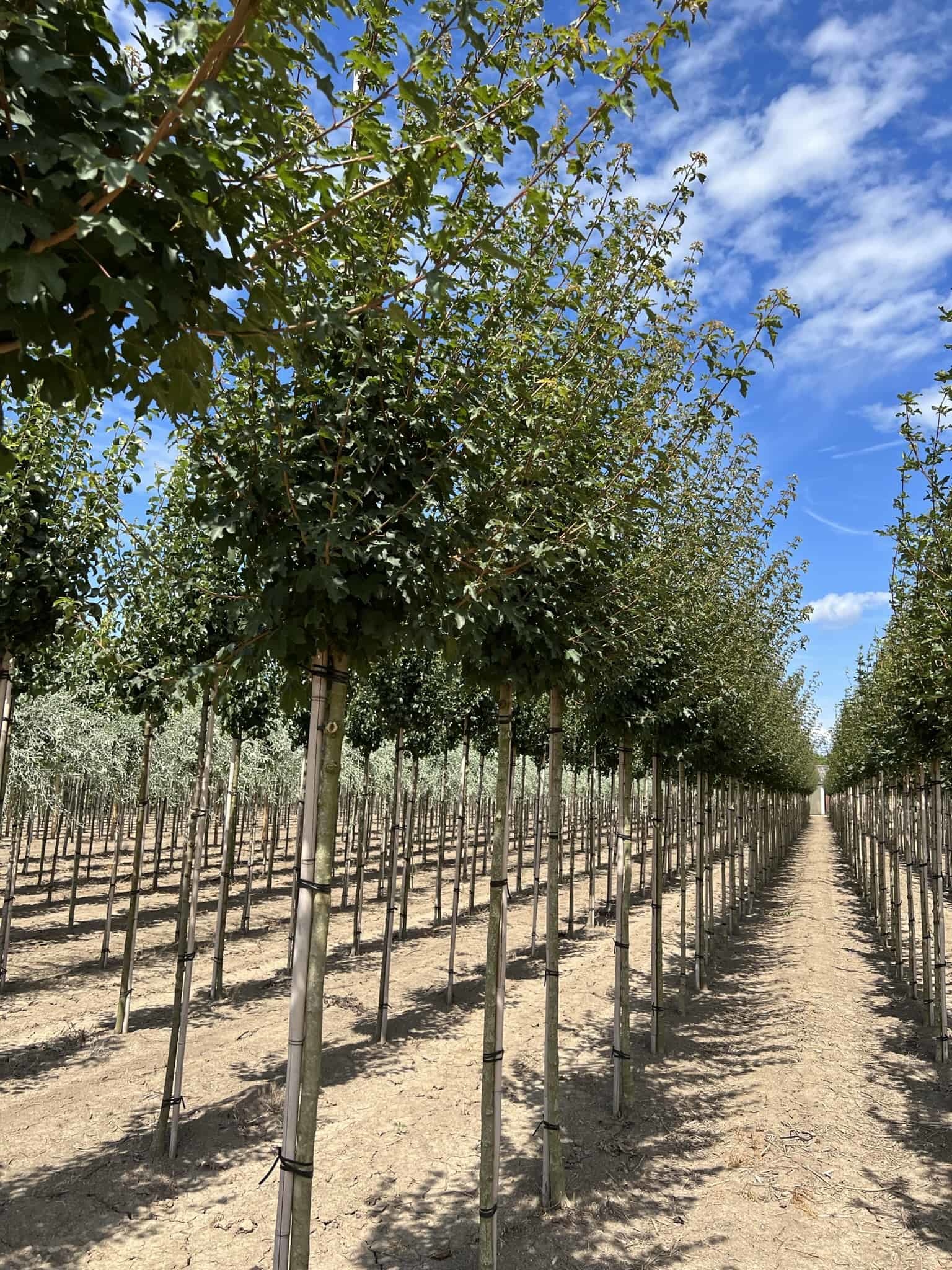 Feld-Ahorn Queen Elizabeth kaufen? | Einfach online bestellen - Venovi