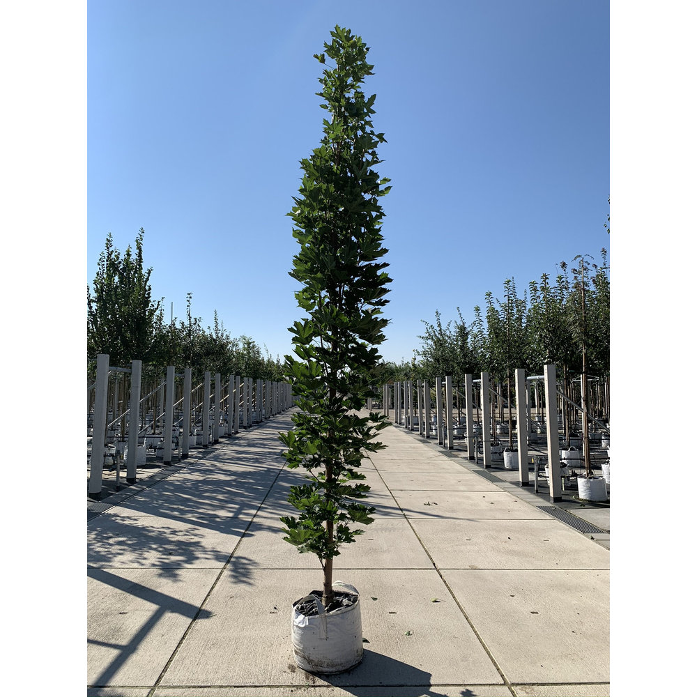 Mauritz-Spitzahorn Mauritz Upright® kaufen? | Qualität für ...