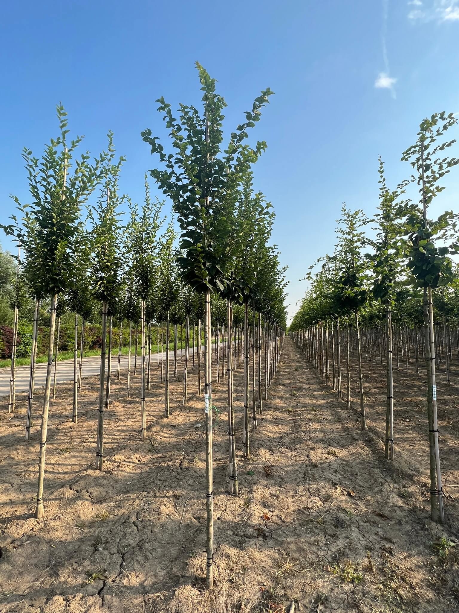 Carpinus betulus 'Lucas' Hochstamm - Venovi