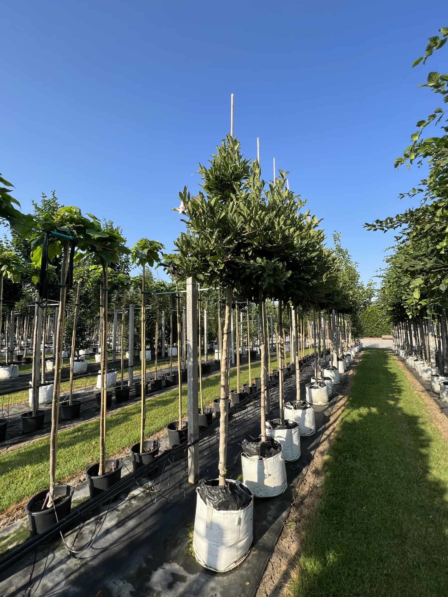 Magnolia stellata Hochstamm - Venovi
