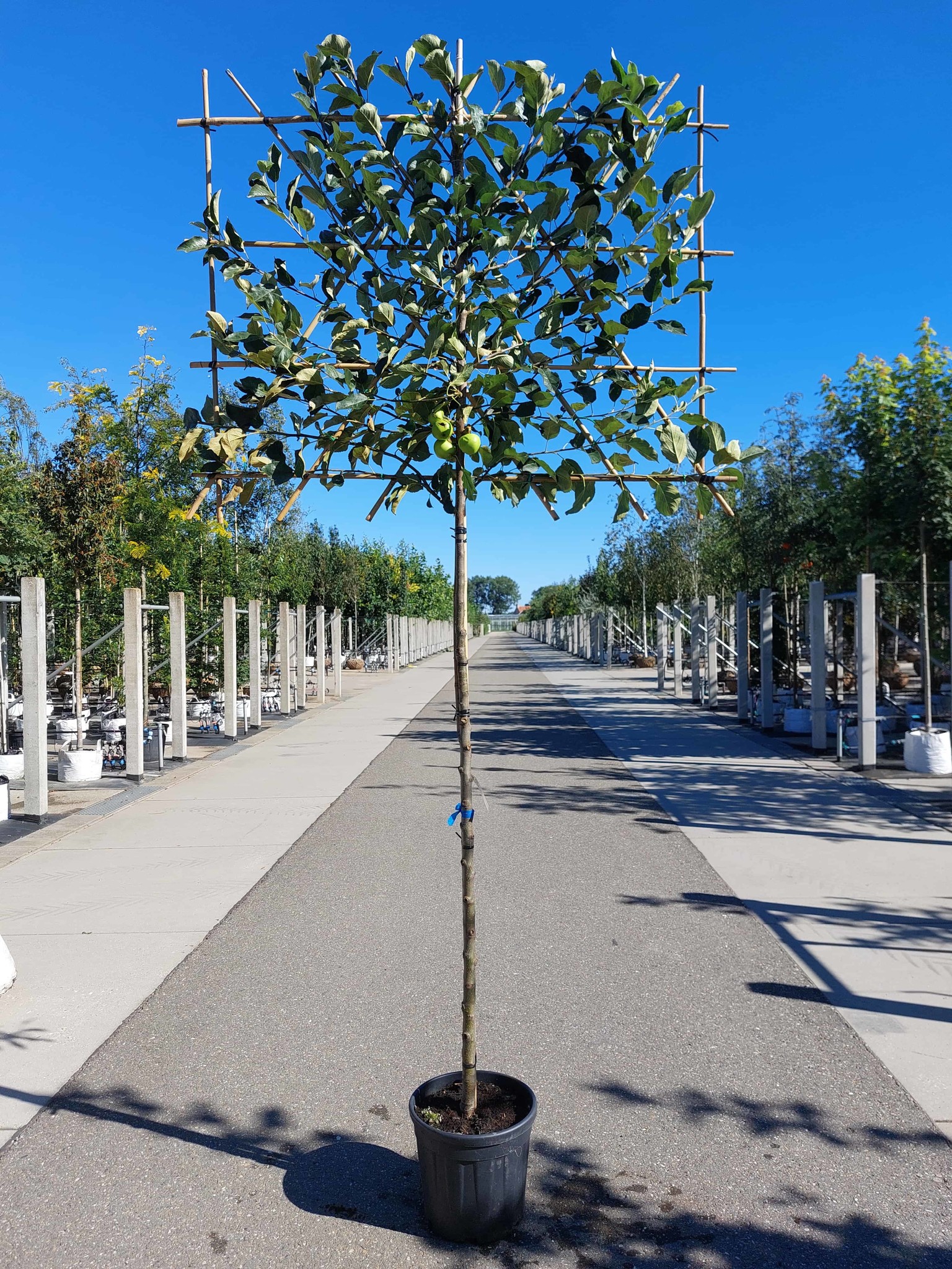 Apfel Spalierbaum Elstar » Fruchtgenuss für Ihren Garten - Venovi