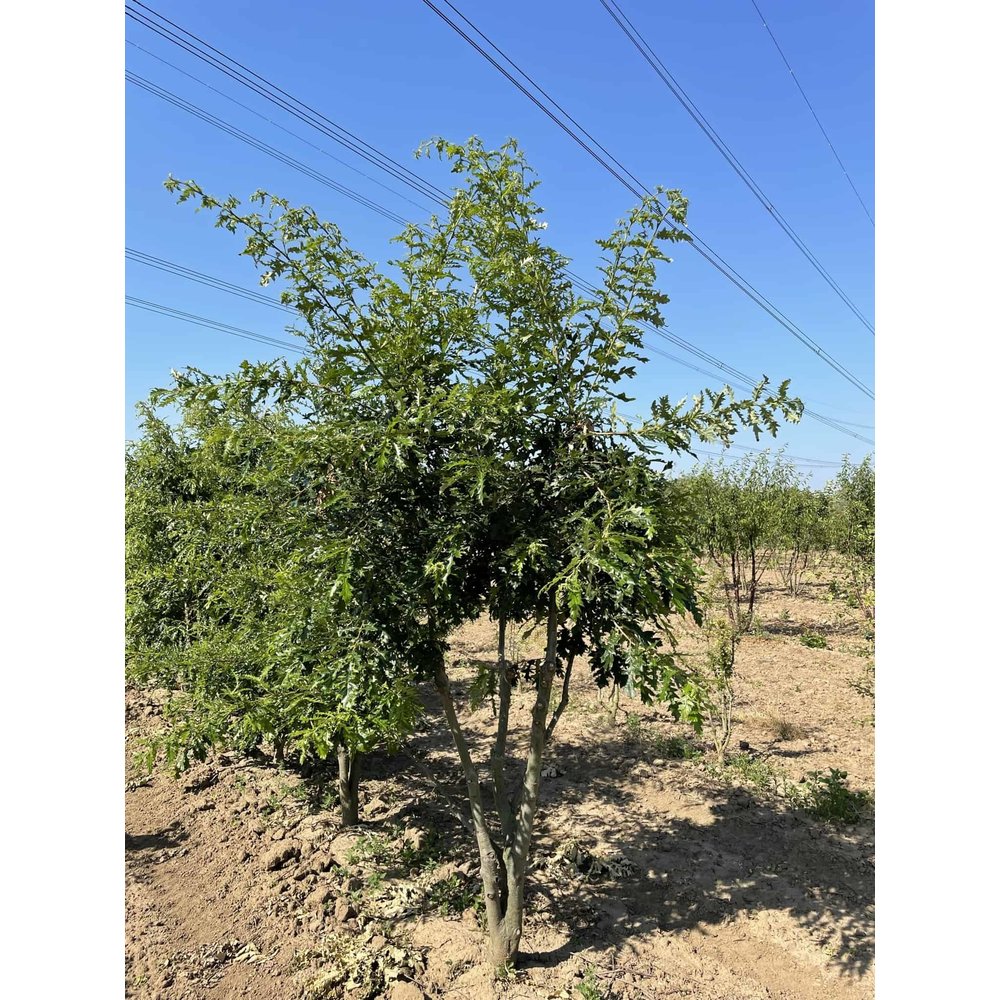 Zerr-Eiche - Mehrstämmig kaufen? | Einfach online bestellen - Venovi