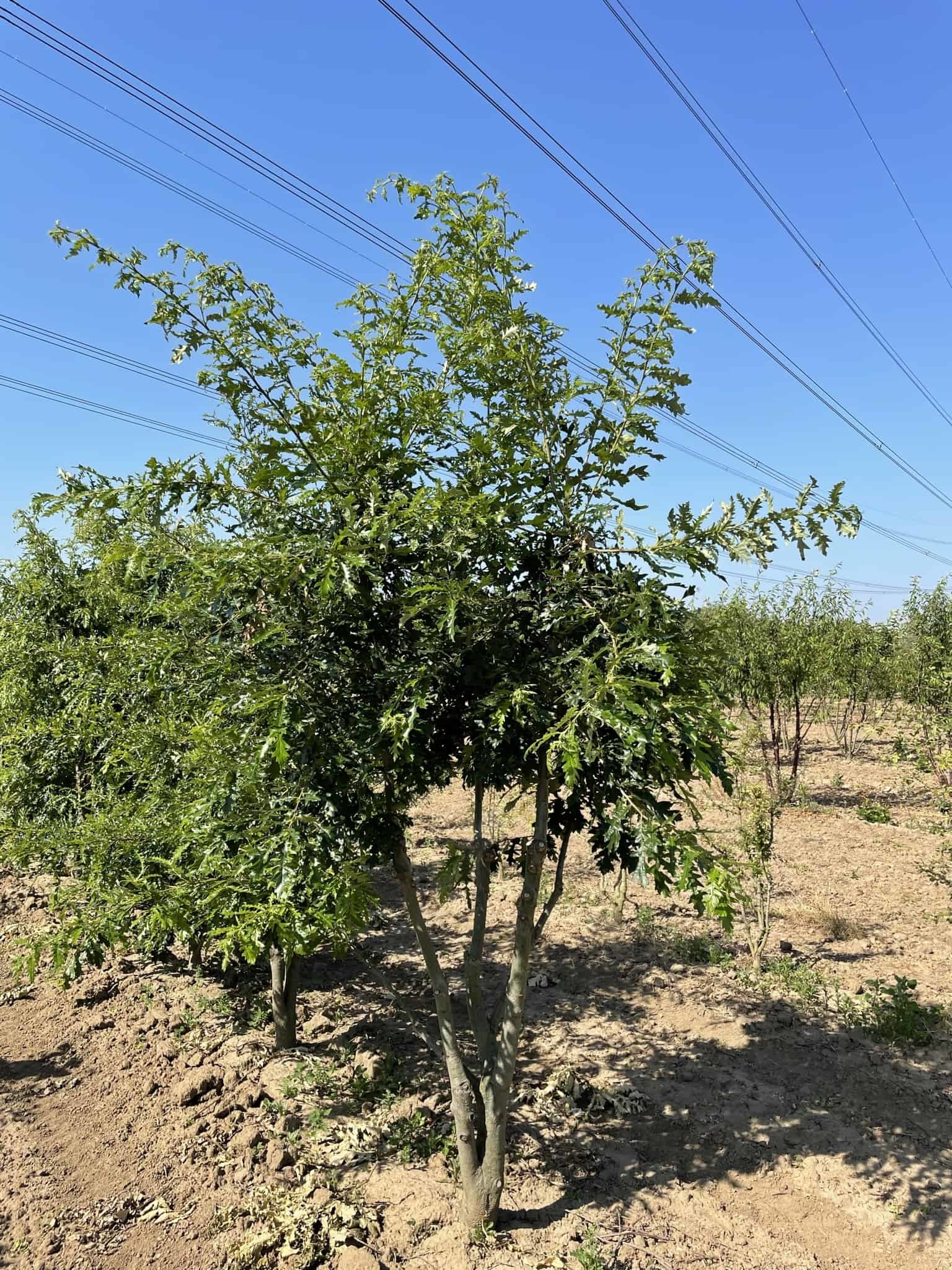 Zerr-Eiche - Mehrstämmig kaufen? | Einfach online bestellen - Venovi