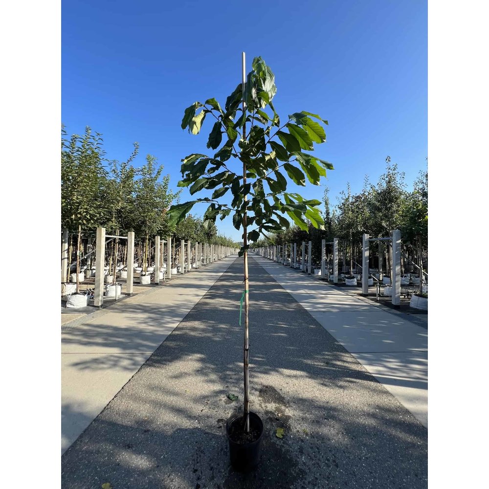 Paw Paw Baum Kaufen