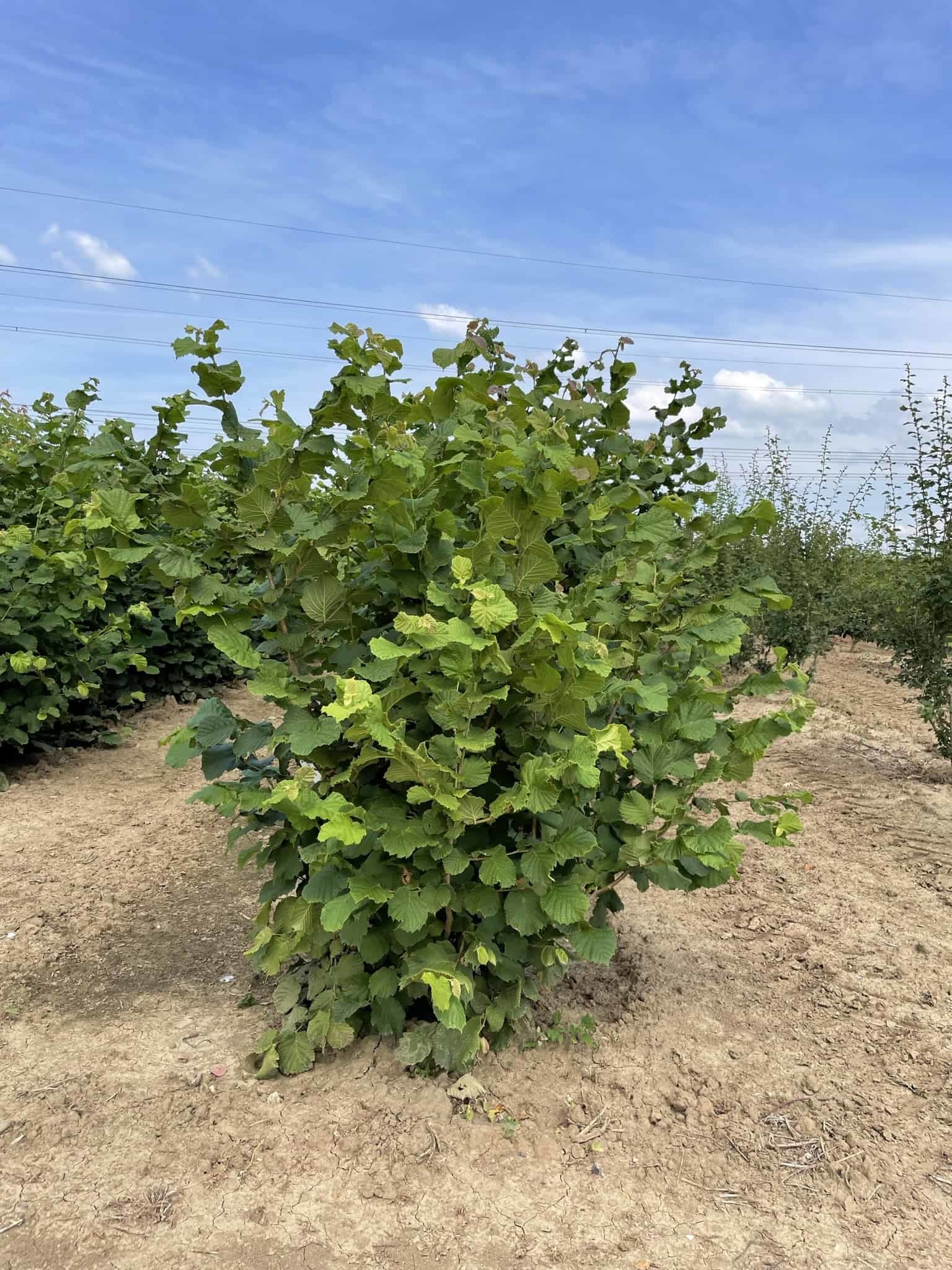 Haselnuss-Strauch kaufen? | Mit Wachstumsgarantie - Venovi