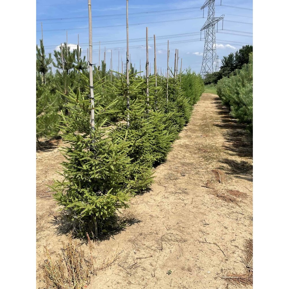 Gemeine Fichte - Rottanne - Rotfichte kaufen? | Einfach online bestellen - Venovi