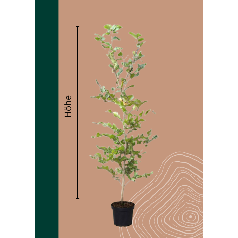 Rotbuche Hecke kaufen? | Zu Hause geliefert - Venovi