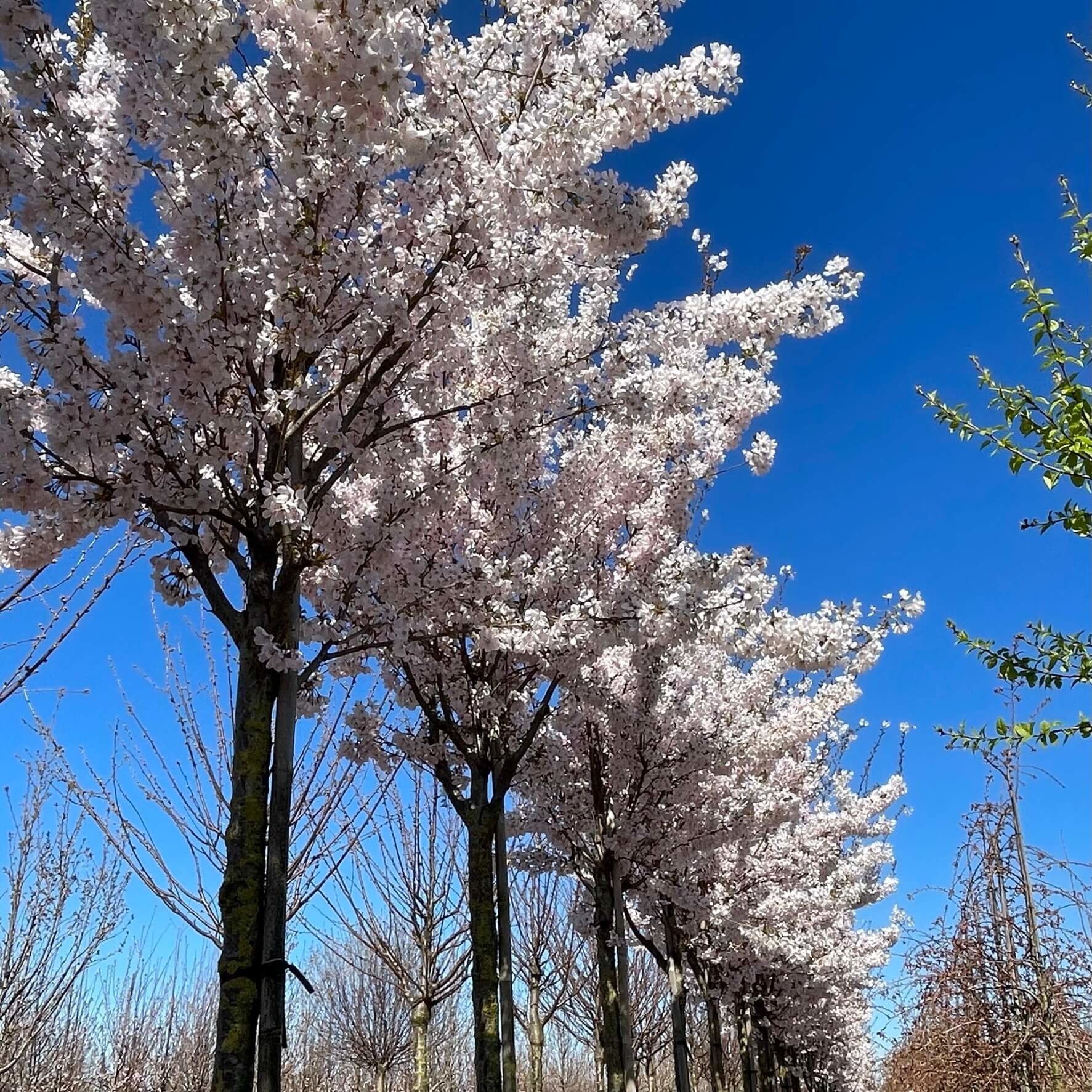 Tokio Kirsche – Entdecken Sie die Pracht der Prunus yedoensis - Venovi