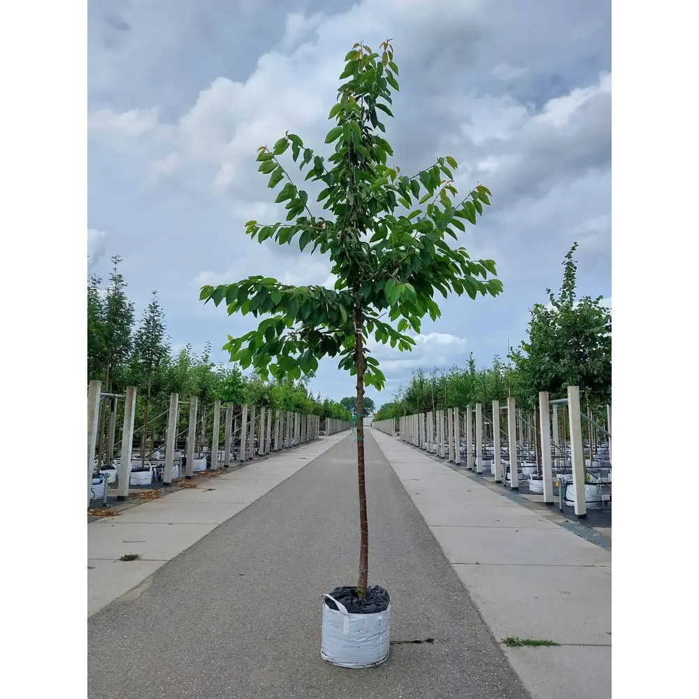 Süßkirsche Karina kaufen? | Qualität für Naturliebhaber - Venovi