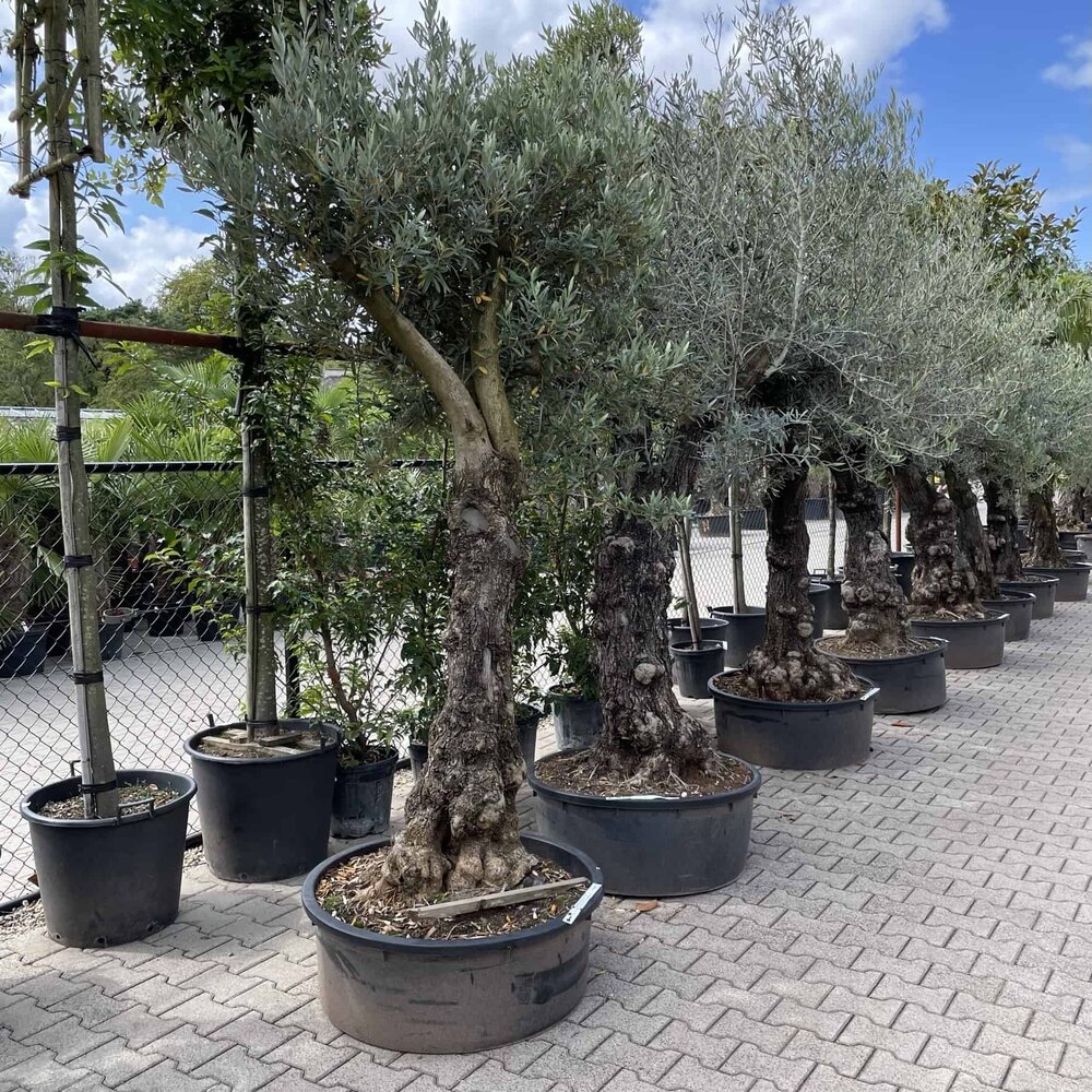 Olivenbaum 60-80 cm Knorriger Stamm - Venovi