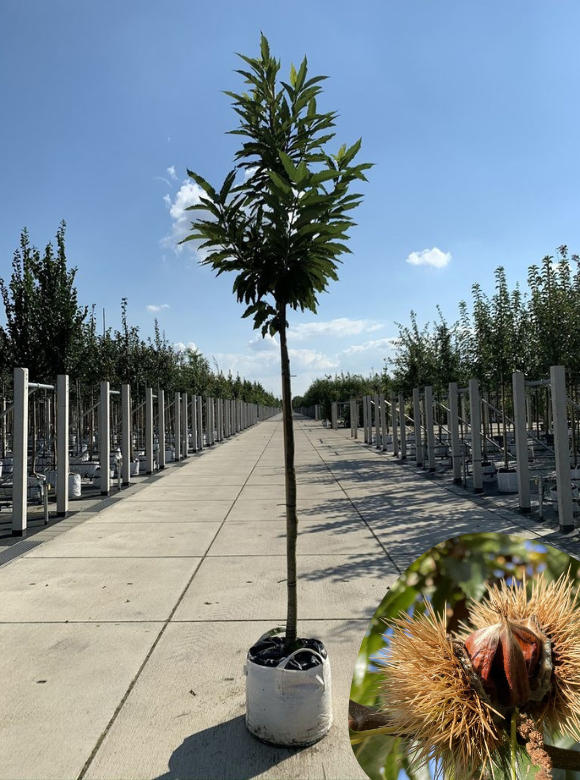 Esskastanienbaum kaufen? | Perfekt für jeden Garten - Venovi