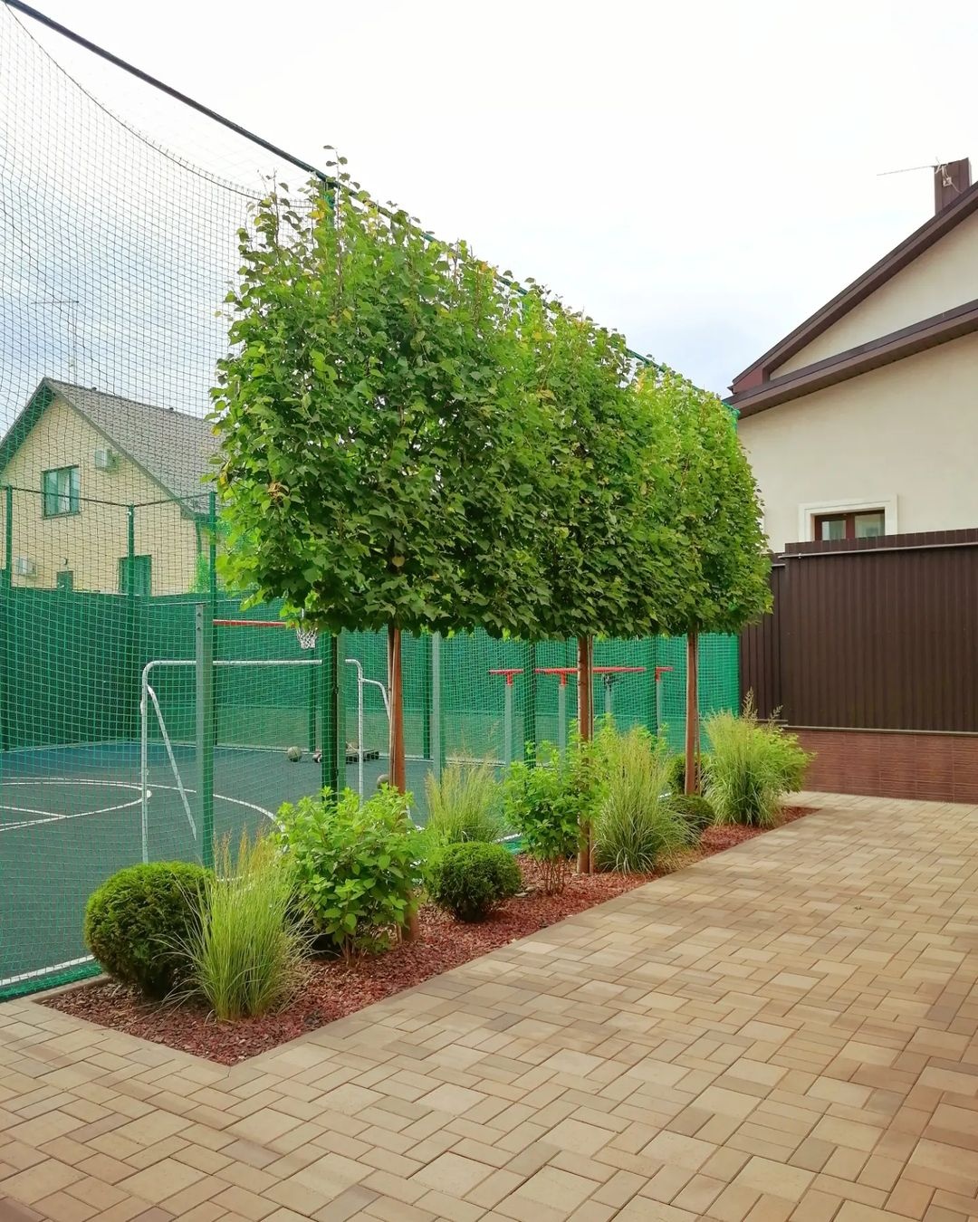 Spalier-Linde - Spalierbaum kaufen? | Mit Wachstumsgarantie - Venovi