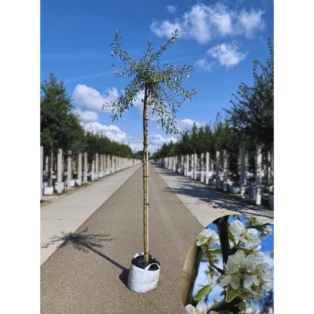 Weidenblattrige Birne Pendula