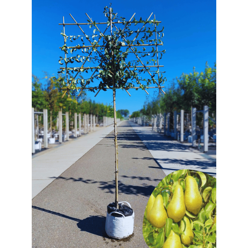 Birne Spalierbaum Conference kaufen? | Perfekt für jeden Garten - Venovi