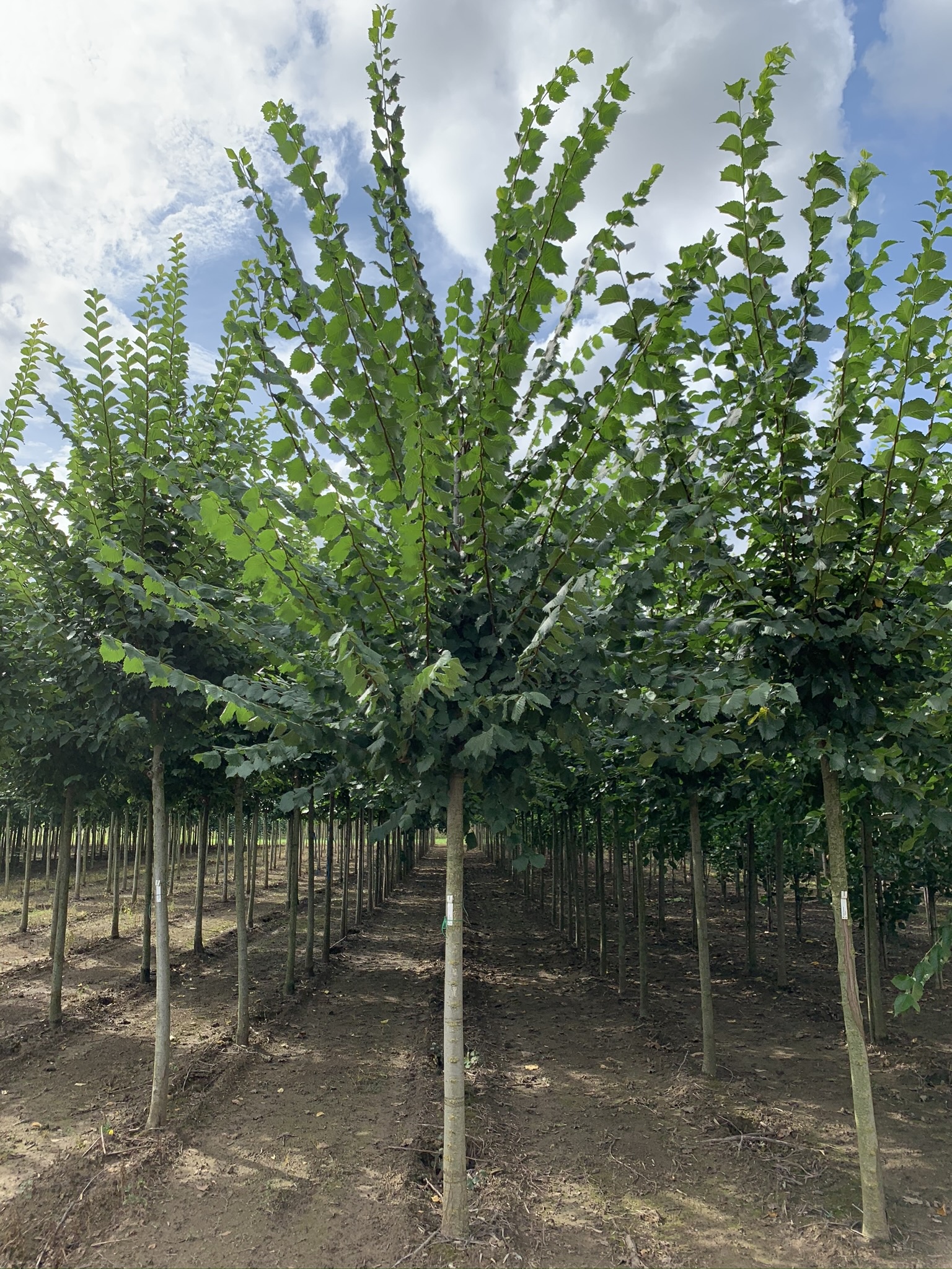 Europäische Weißulme - Flatterulme kaufen? | Einfach online bestellen ...