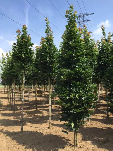 Orientalische Kugel-Platane Minaret | Platanus orientalis 'Minaret ... Orientalische Kugel-Platane Minaret | Platanus orientalis 'Minaret ...