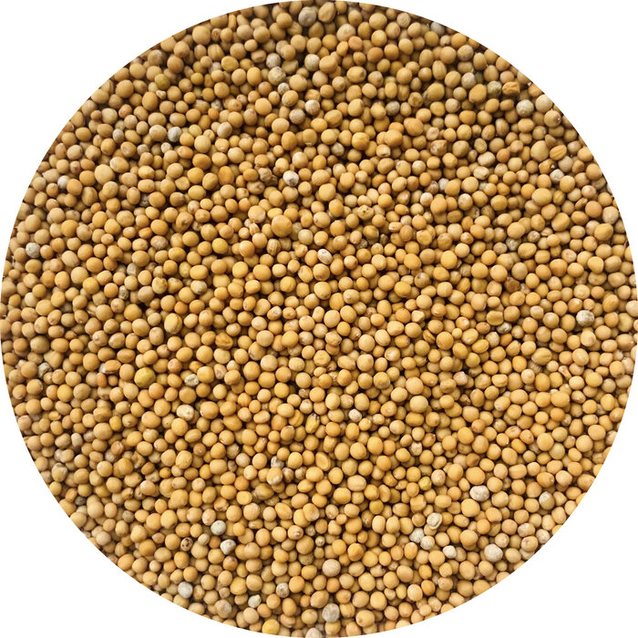 "Ontdek Premium Mosterdzaad: Perfect voor Smaakvolle Gerechten. - De ...