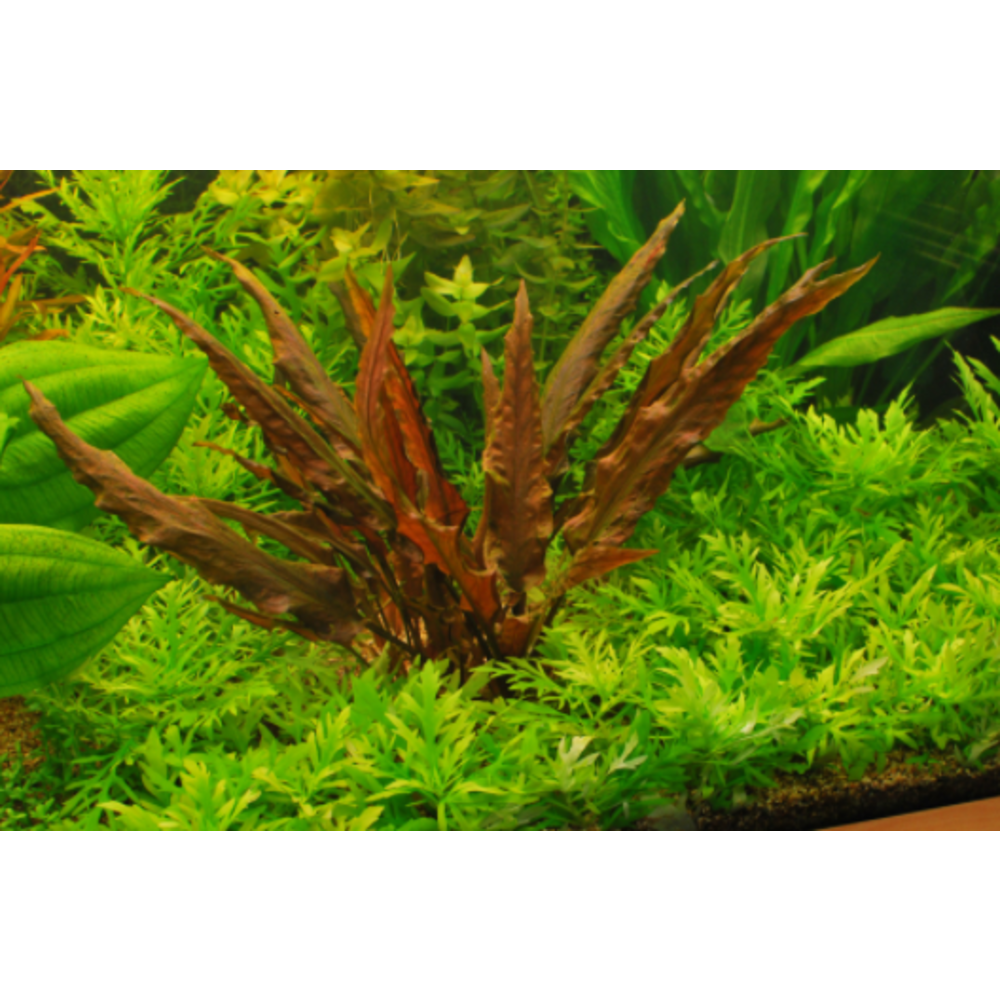 Cryptocoryne Mi oya Limited Edition - In Vitro 1-2 grow! - Alles voor ...