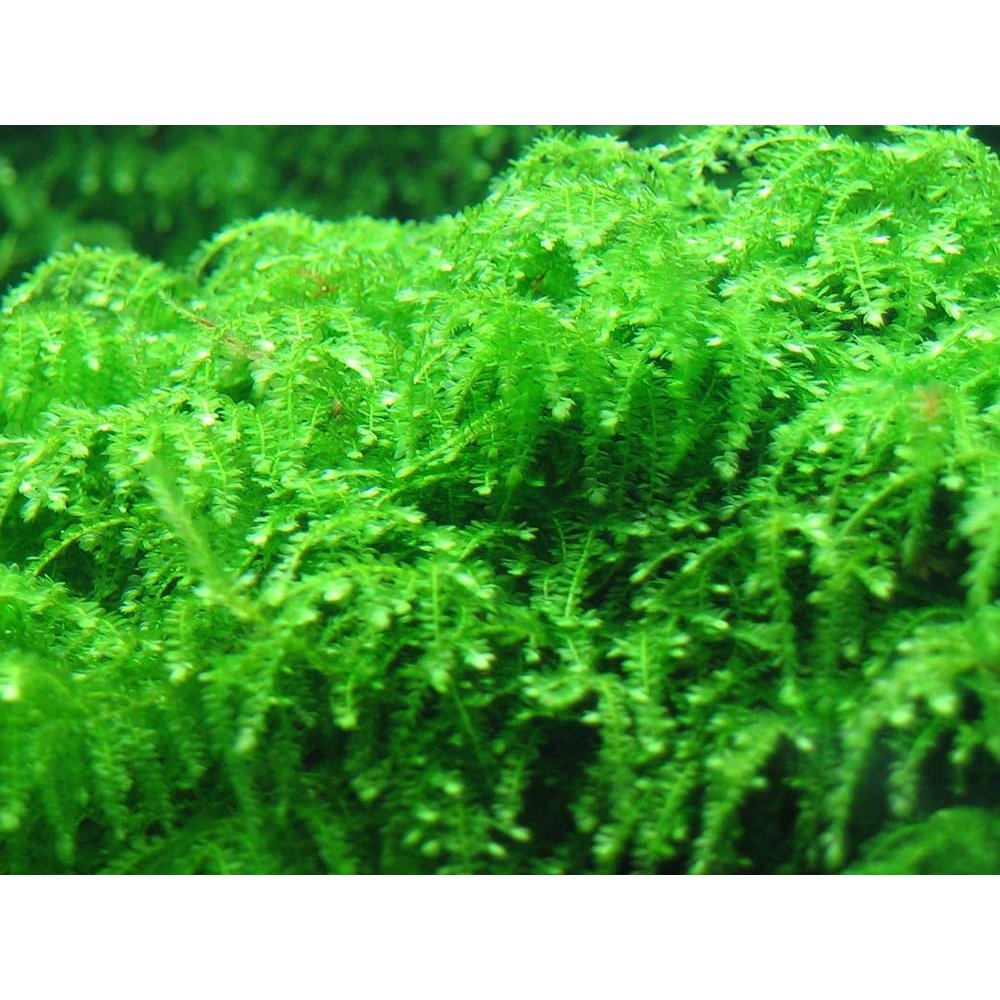 Vesicularia Creeping Moss