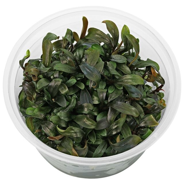 Bucephalandra Brownie Ghost - Alles voor Aquascaping