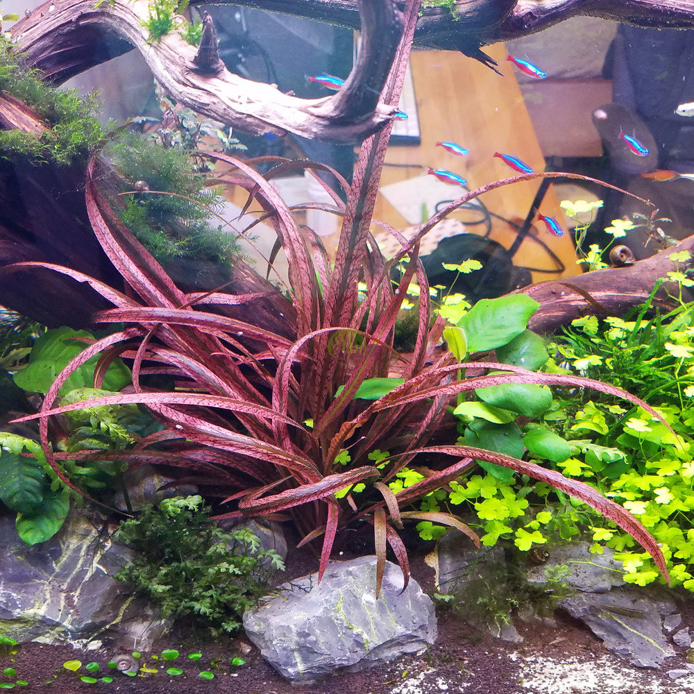 Cryptocoryne Spiralis Red "Limited Collection" In Vitro - Alles voor ...