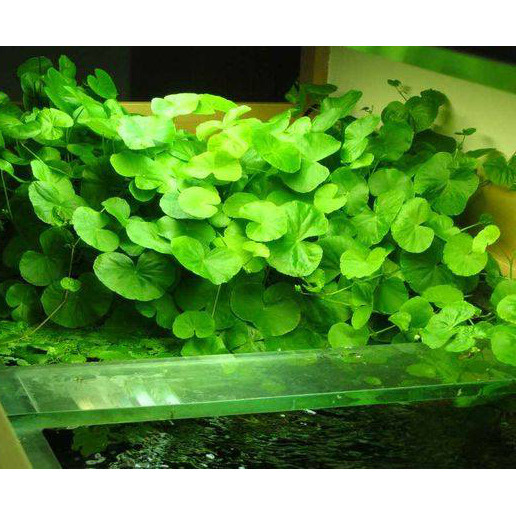 Hydrocotyle Leucocephala - pot