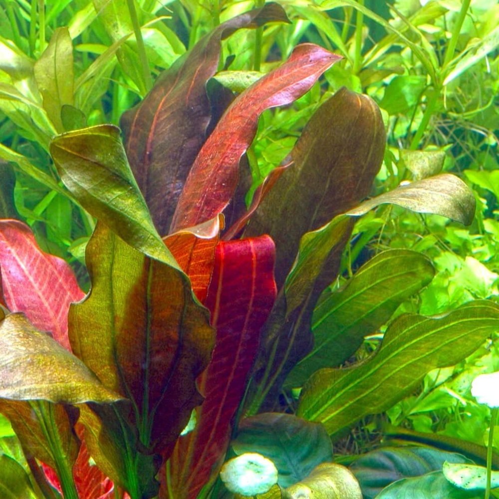 Echinodorus Barthii - Alles voor Aquascaping