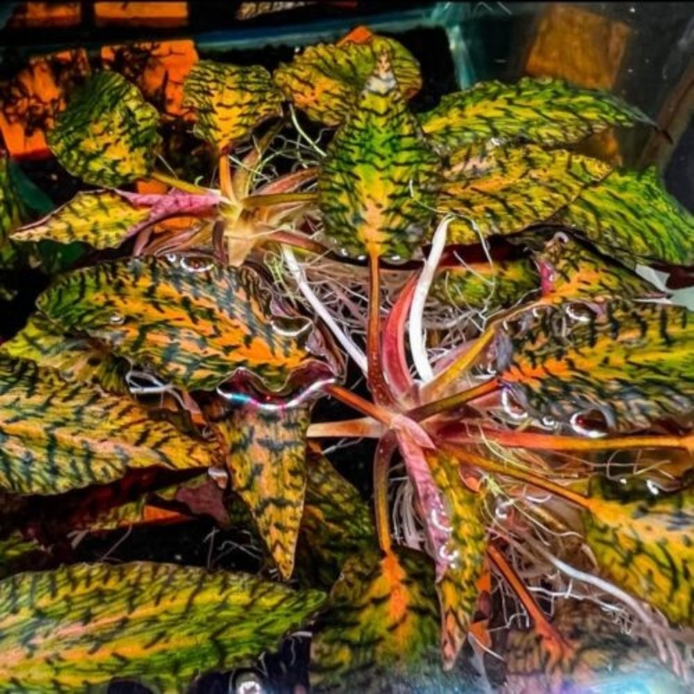Tropica Cryptocoryne Nurii Rosen Maiden Limited edition In Vitro