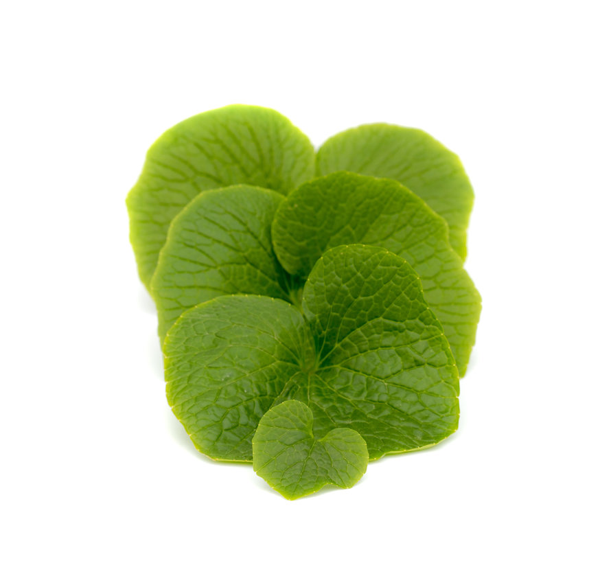 Dutch Wasabi® Leaves - Dutch Wasabi