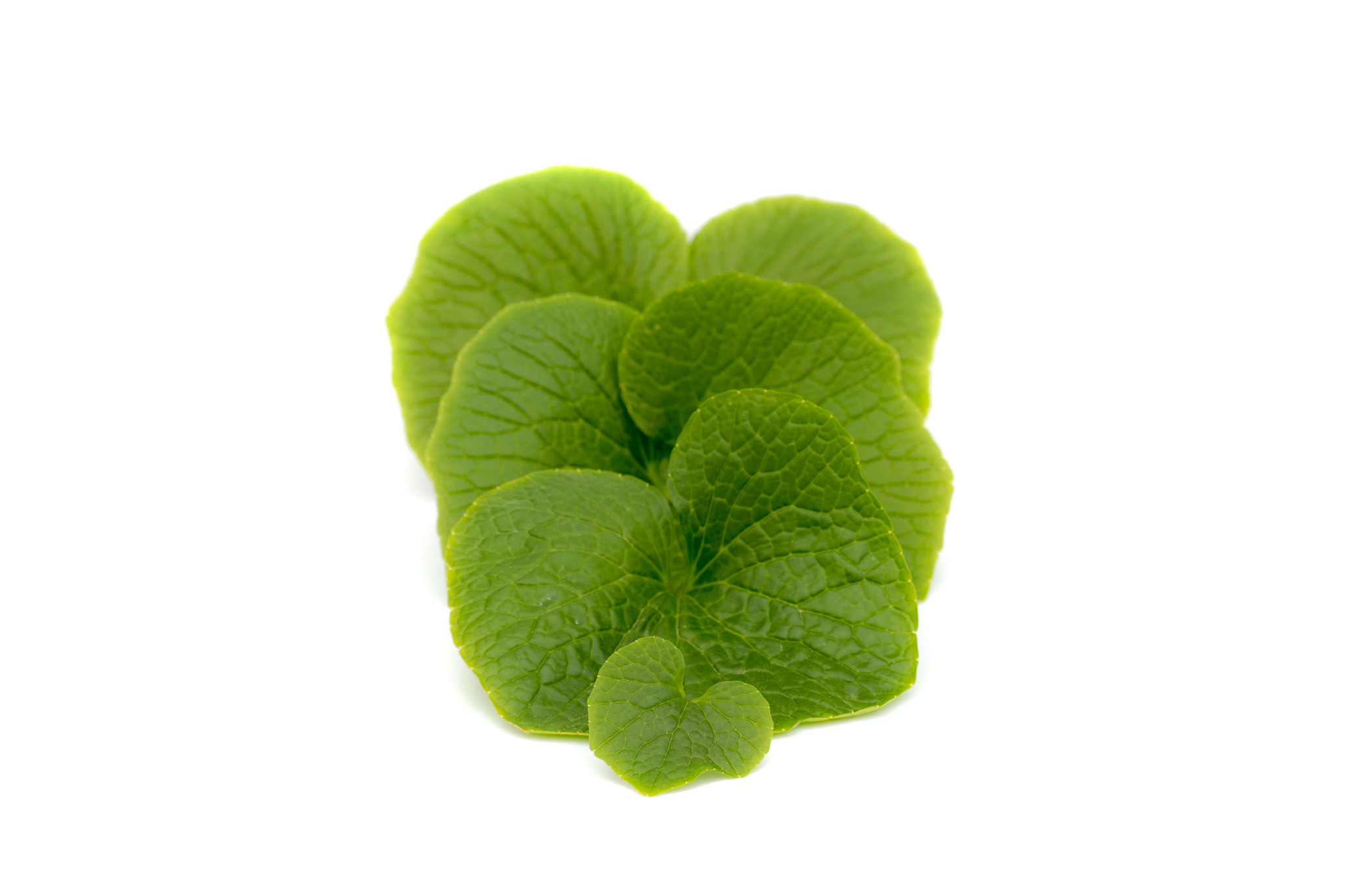 Dutch Wasabi® Leaves - Dutch Wasabi