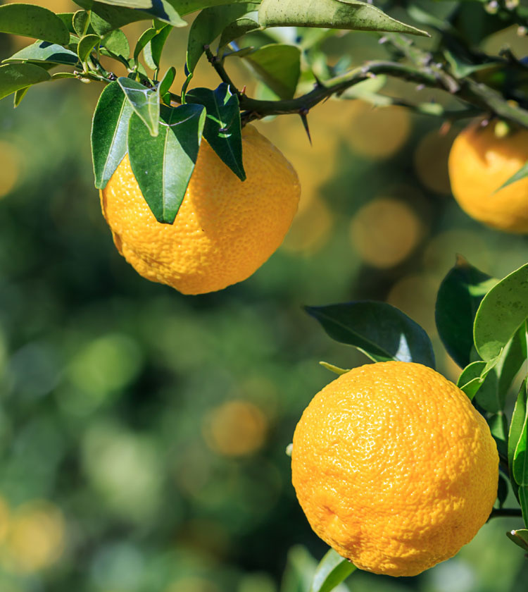 Yuzu tree - Dutch Wasabi