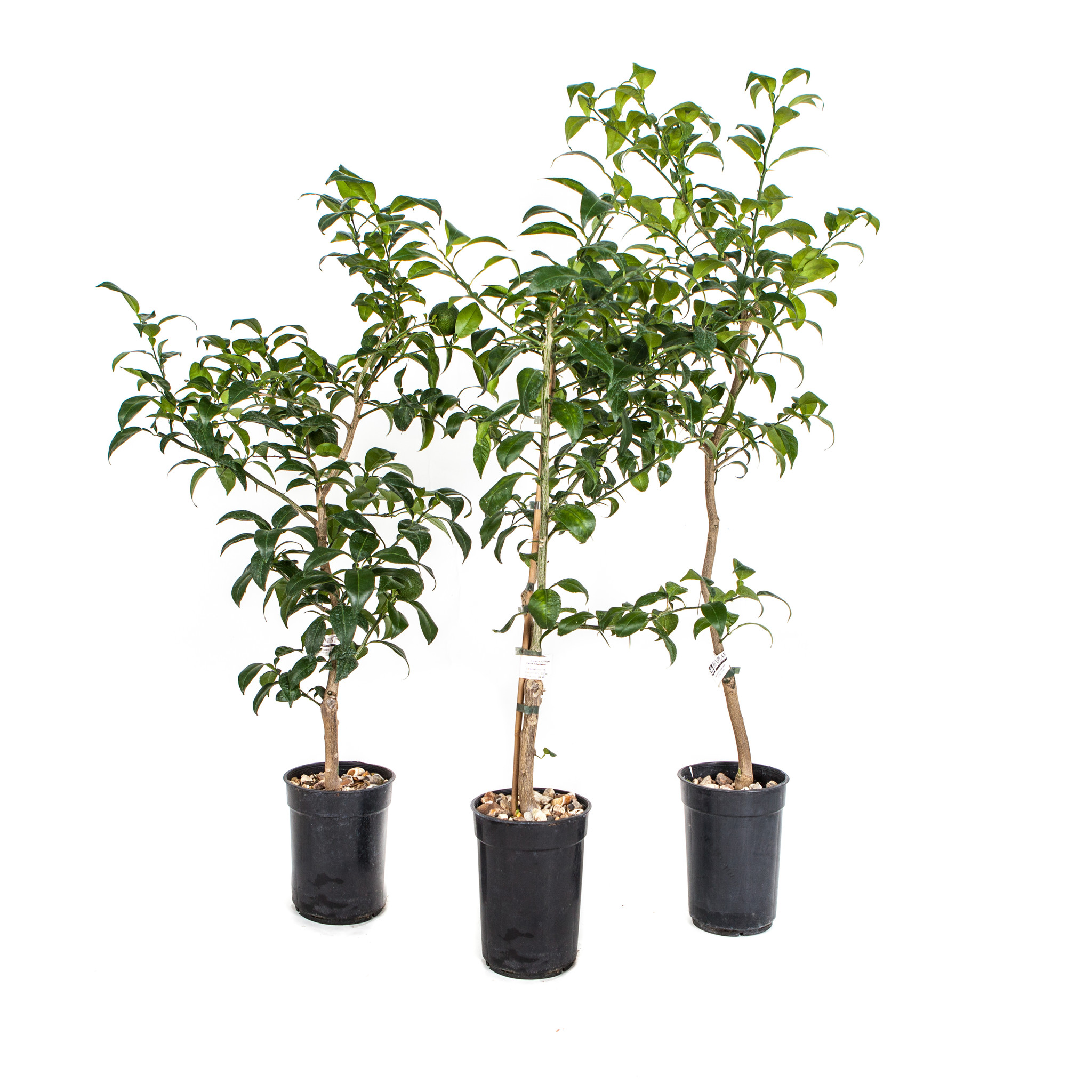 Yuzu tree large - Dutch Wasabi