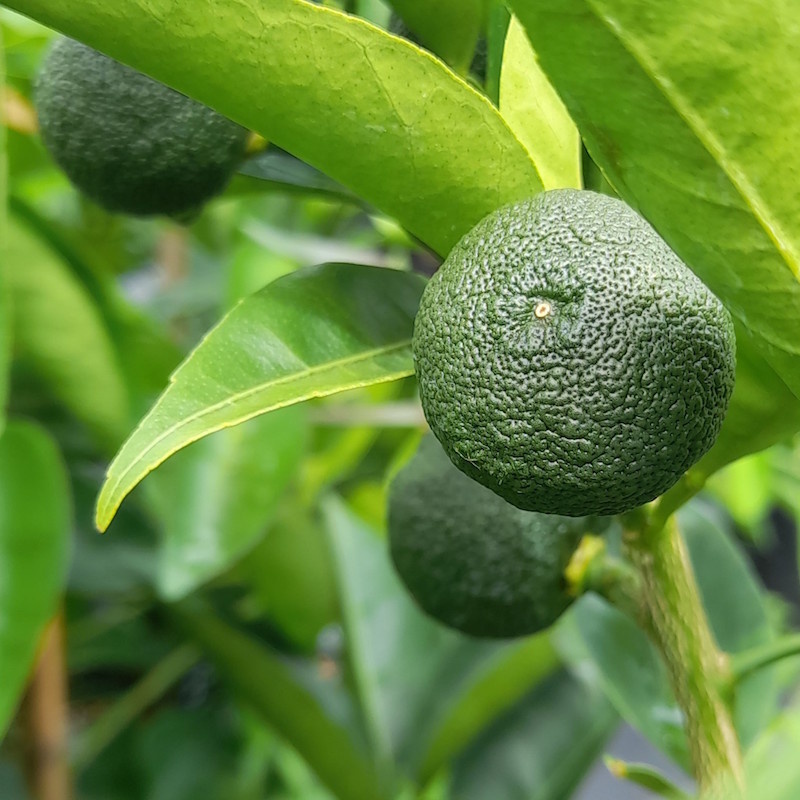 Sudachi boom groot - Dutch Wasabi